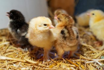 Baby Chick Identification Archives Backyard Poultry